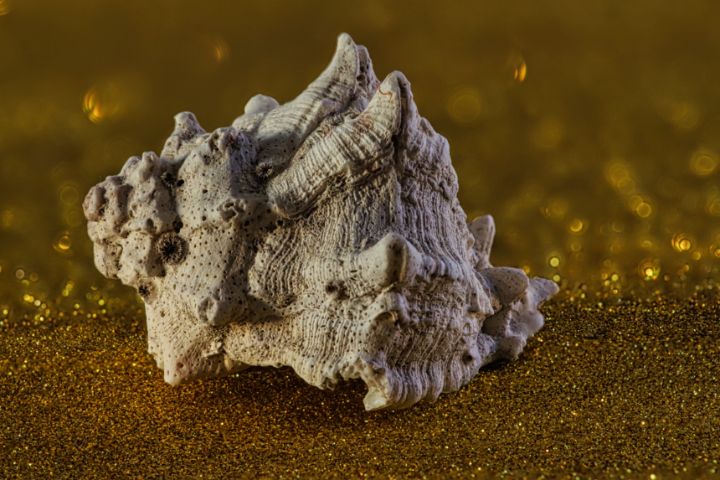 Golden Seashell Macro - 1 - THEGLOWINGBROCCOLI - Photography, Still ...