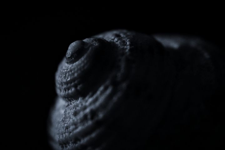 High Contrast Shell Macro 2 - B&W - THEGLOWINGBROCCOLI - Photography ...