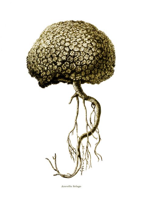 Azorella Selago - artformation - Drawings & Illustration, Flowers ...