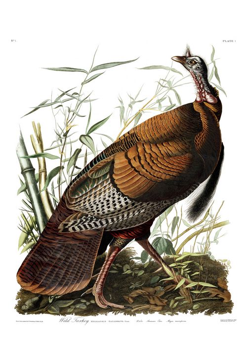 Wild Turkey by John J. Audubon - artformation - Paintings & Prints ...