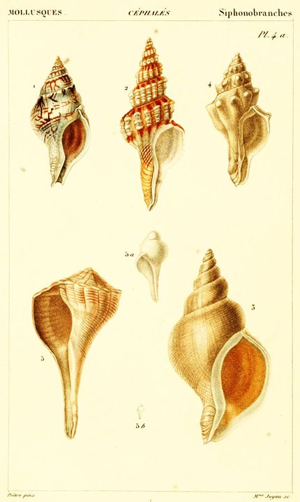 Vintage Mollusk Art - artformation - Paintings & Prints, Animals, Birds ...