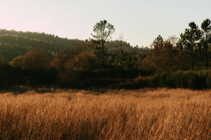 World of Ângela - Photography