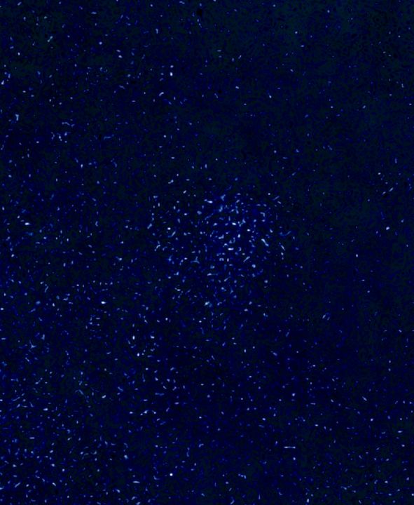 Starrier night - iceQueen2020 - Digital Art, Astronomy & Space, Stars ...