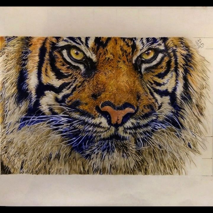 Tiger Colored Pencil Drawing 2018 - ArtByIHG - Paintings & Prints ...