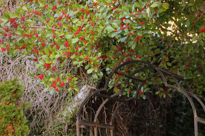 Berry Gate - Jade Ellyette - Photography, Flowers, Plants, & Trees ...
