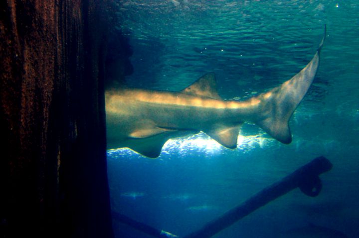 Disappearing Act - Alexis Patten - Photography, Animals, Birds, & Fish ...