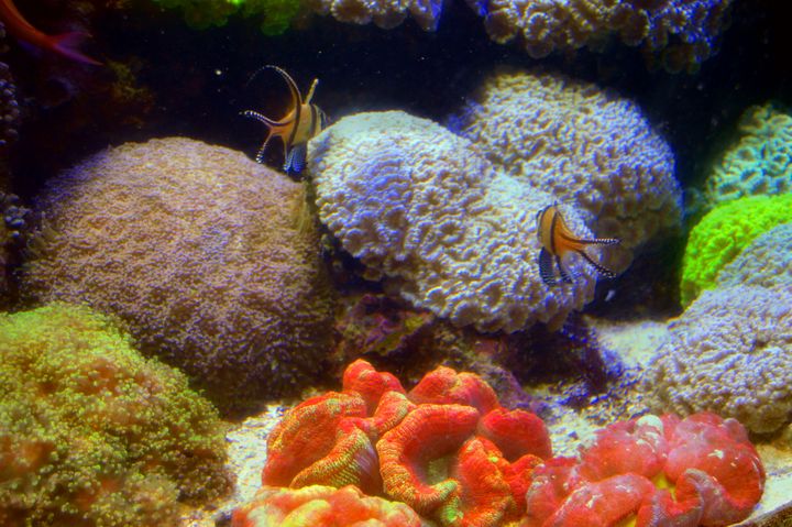 Minding Our Own - Alexis Patten - Photography, Animals, Birds, & Fish ...