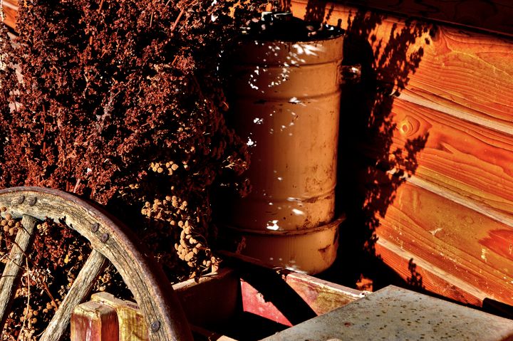 Bright Shadow - Alexis Patten - Photography, Still Life, Floral - ArtPal