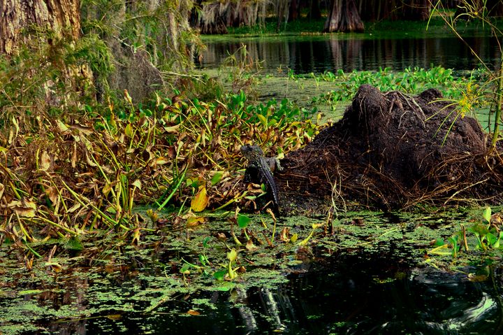 Gator - Alexis Patten - Photography, Animals, Birds, & Fish, Reptiles ...