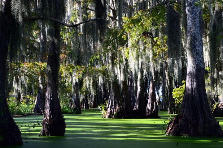 Swamp Life - Alexis Patten - Photography, Places & Travel, United ...