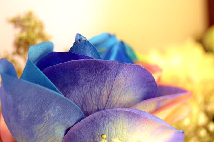 Colorful Days - Alexis Patten - Photography, Flowers, Plants, & Trees ...