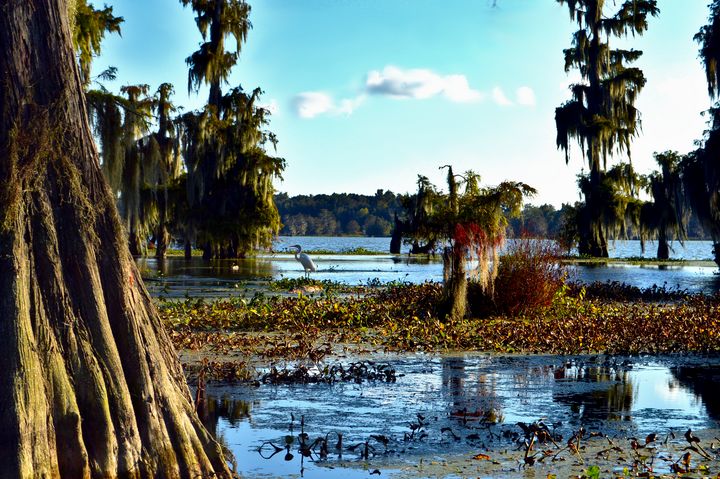 Spot Me - Alexis Patten - Photography, Landscapes & Nature, Swamps ...