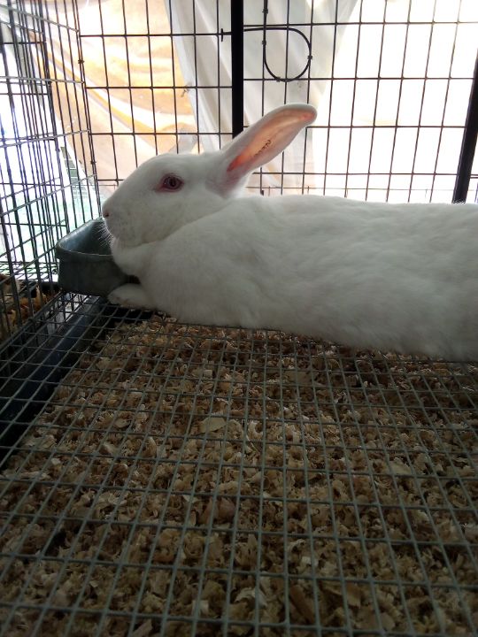 Fair rabbit - Finny does art - Photography, Animals, Birds, & Fish ...