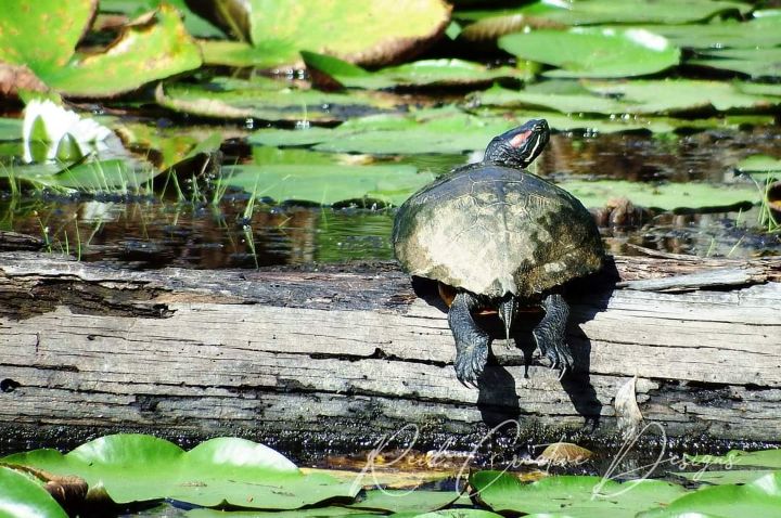 Turtle Tanning Time - Reid Creative Designs - Photography, Animals ...