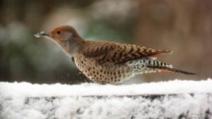 Vivar Photo - Photography