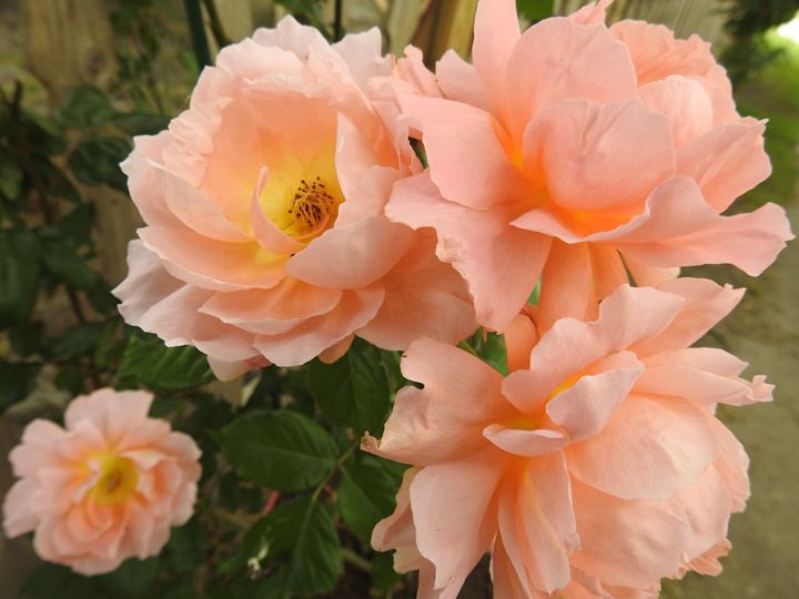 Fragrant Peach Rose Photograph - David K. Myers Watercolor/ Photo ...