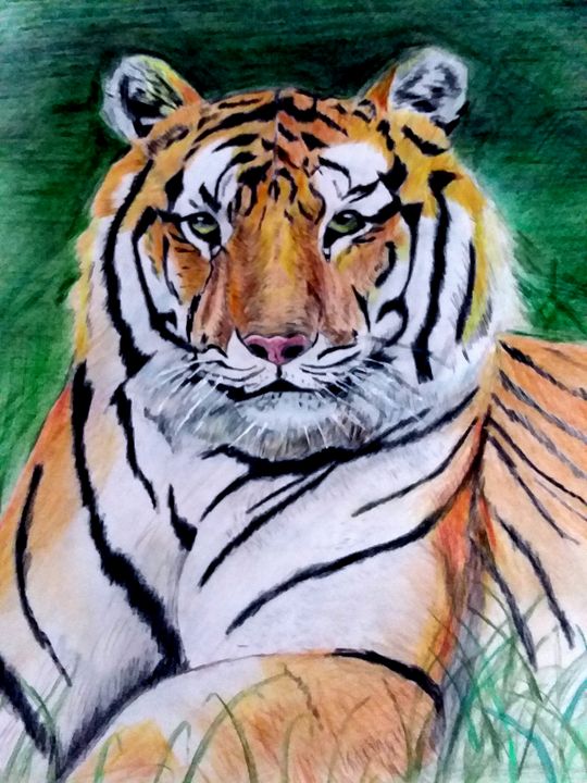Tiger. - Joseph - Drawings & Illustration, Animals, Birds, & Fish, Wild ...
