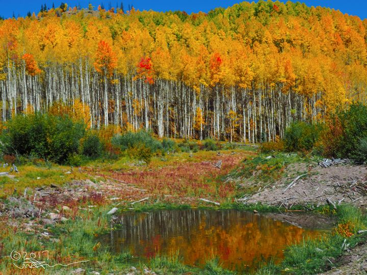 Fall Reflections - Aspen Willow Fine Art Photography Gallery ...