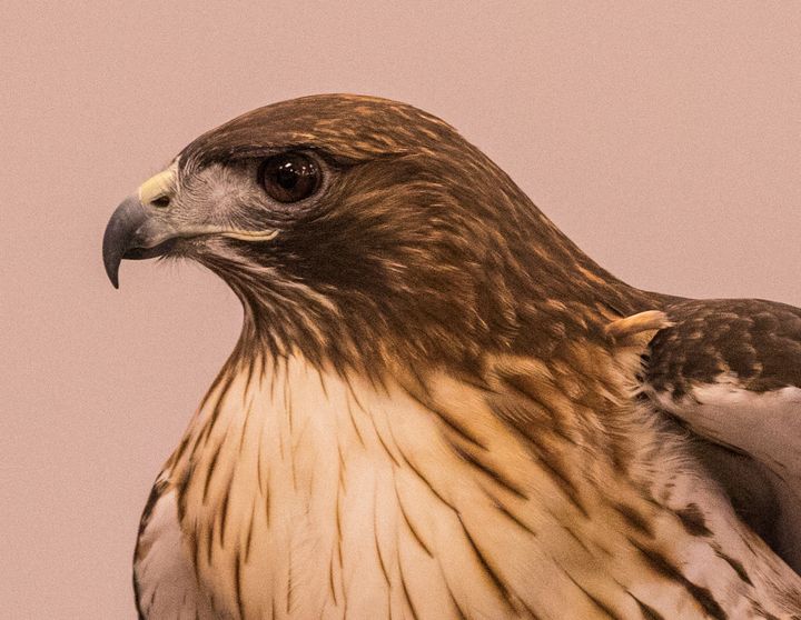 Portrait of a Hawk - Aspen Willow Fine Art Photography Gallery ...