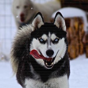 What Type Of Dog Is Demon From Snow Dogs
