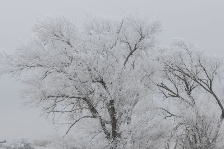 Winter Icy Trees - Aspen Willow Fine Art Photography Gallery ...
