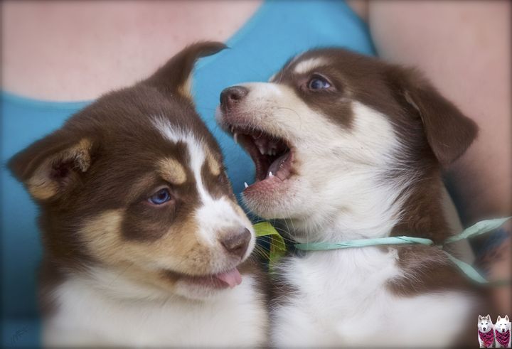 Husky Puppies Haggling - Aspen Willow Fine Art Photography Gallery ...