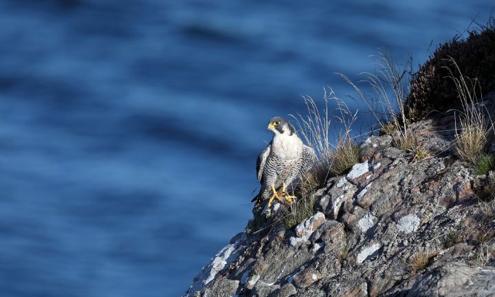 Peregrine falcon - Mats Janson - Photography, Animals, Birds, & Fish ...