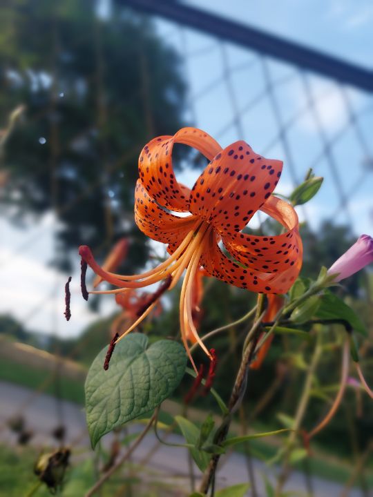 Flower - Anija - Photography, Flowers, Plants, & Trees, Flowers, Other ...