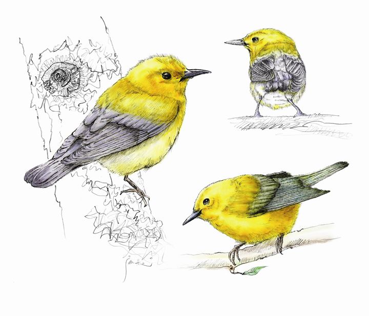 Warbler Bird Drawing
