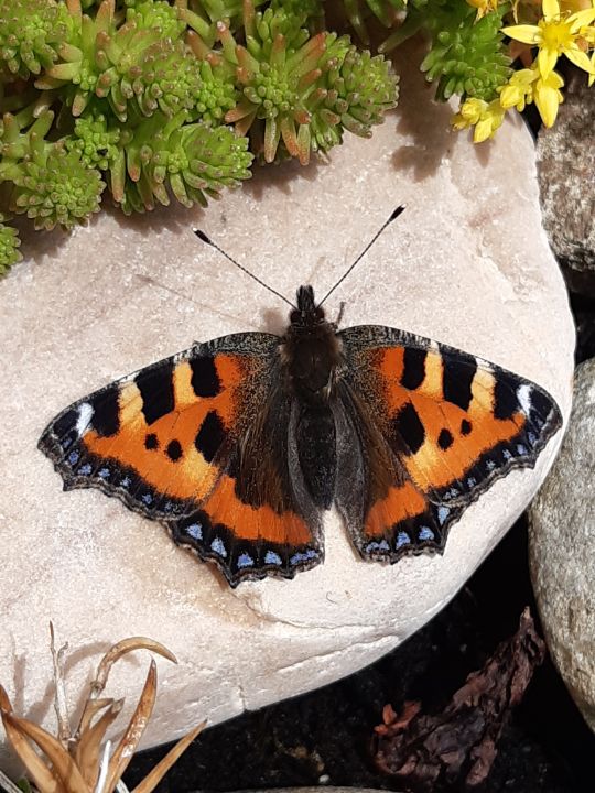 Solitary Tortoiseshell Butterfly - CraftsbyDoni - Photography, Animals ...
