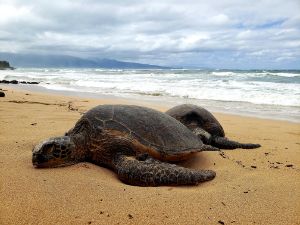 csmgphotos - Photography