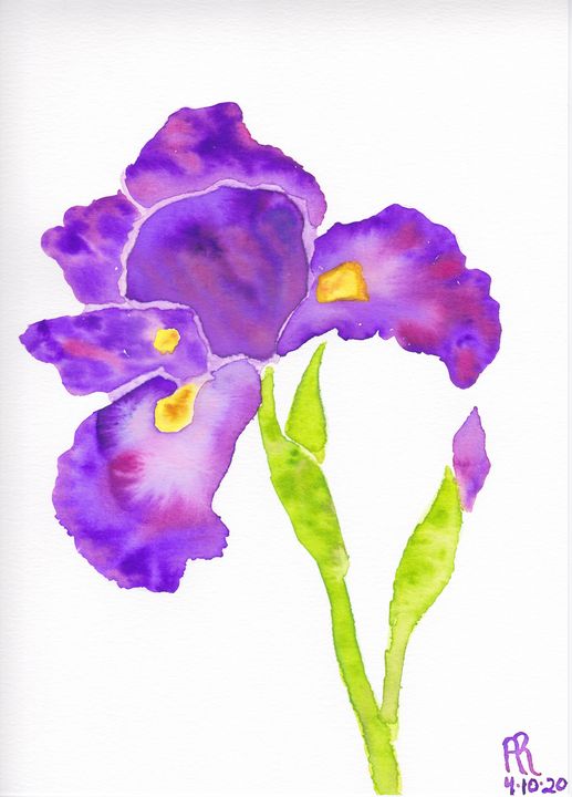 Deep Purple Iris - Giggle Paint - Paintings & Prints, Flowers, Plants ...