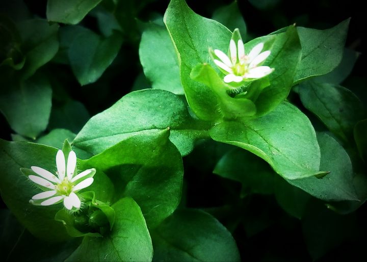 Wild in Bloom - ‎Chickweed - One - Photography, Flowers, Plants ...
