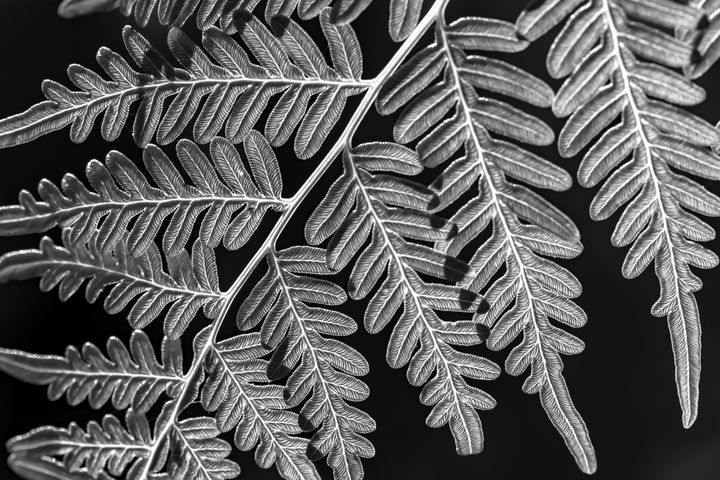 Silver Fern 01 - Eva Bane - Photography, Flowers, Plants, & Trees ...