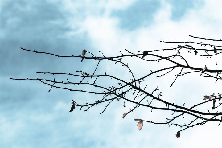 Twigs Against Sky 01 - Eva Bane - Photography, Flowers, Plants, & Trees ...