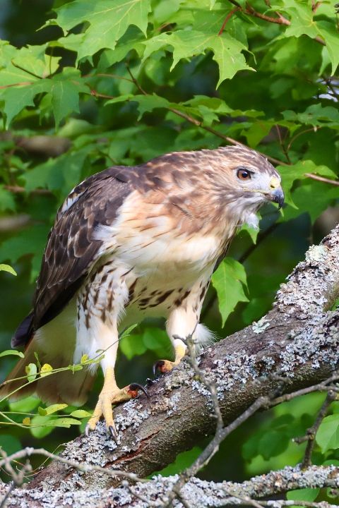 Red-tailed Hawk - Mark Ball Photography - Photography, Animals, Birds ...