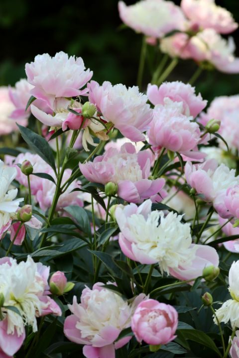 Peonies - Mark Ball Photography - Photography, Flowers, Plants, & Trees ...