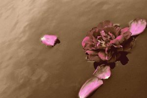 Jay - Photography, Digital Art & AI