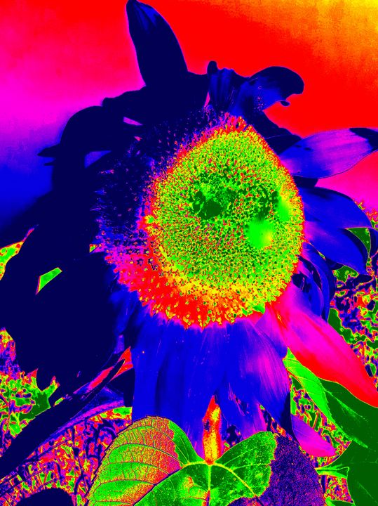 Purple Sun Inverse, Carlene Buchanan - JA-Cantour - Photography ...