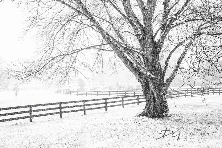 The Wedding Tree in the Snow - David Gardner Photography - Photography ...