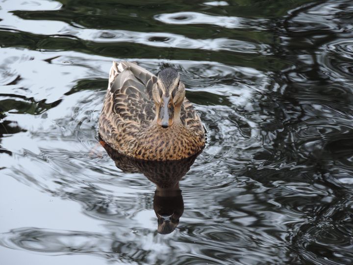 Duck reflection - nogart - Photography, Animals, Birds, & Fish, Birds ...