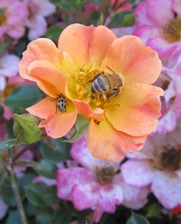 Honey Bee Wild Roses - C. Fay Fine Art - Photography, Flowers, Plants ...