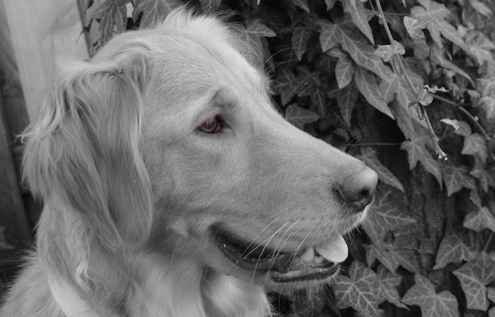 "Golden Retriever BW Brown Eye" - C. Fay Fine Art - Photography ...