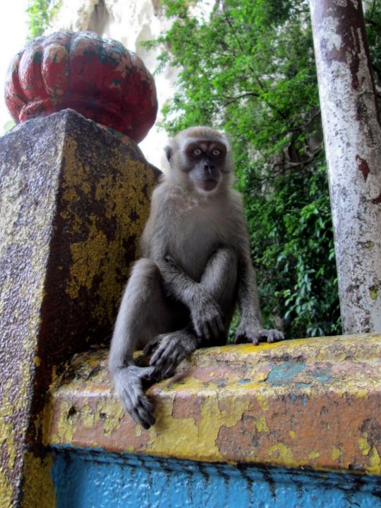 Batu Cave Monkey - Rachael Beauchamp - Photography, Animals, Birds ...