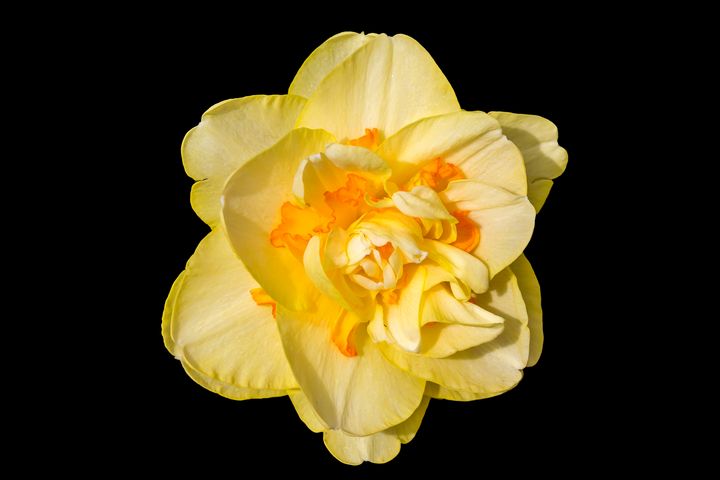 Daffodil - Patrick Rolands - Photography, Flowers, Plants, & Trees, Flowers, Flowers A-H ...