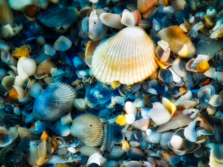 Shell Beach - MAE Art Gallery - Photography, Landscapes & Nature, Beach ...