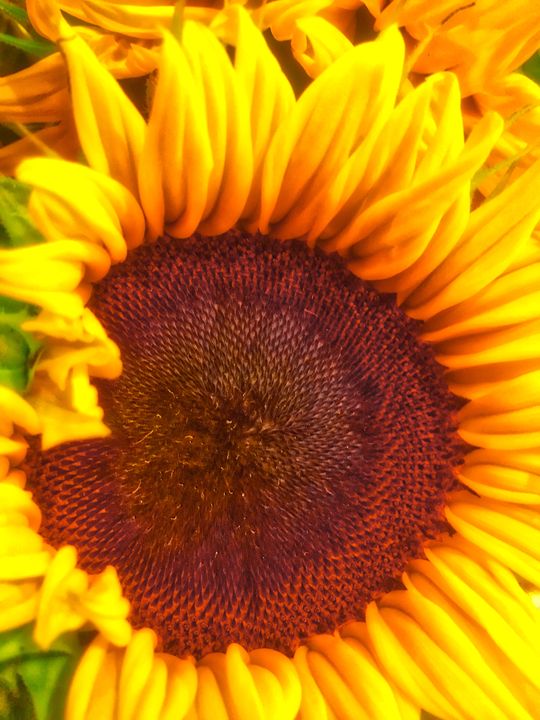 Sunflower - MAE Art Gallery - Photography, Flowers, Plants, & Trees ...