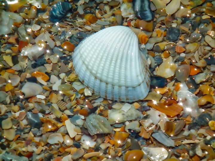 Shiny Shells - MAE Art Gallery - Photography, Landscapes & Nature ...