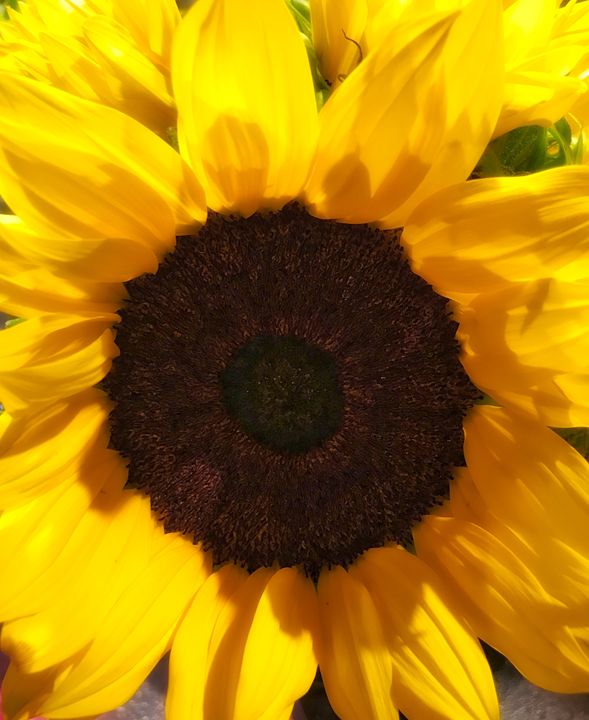Sunflower - MAE Art Gallery - Photography, Flowers, Plants, & Trees ...