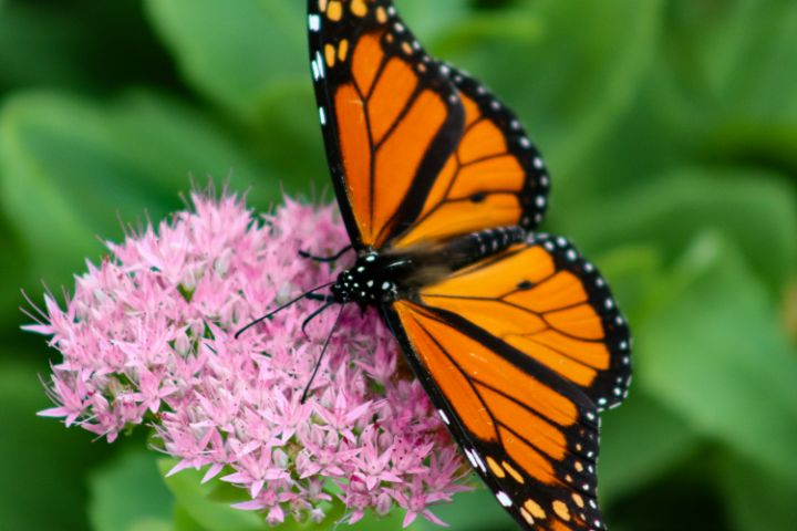 Monarch Butterfly - Alex Leach Art and Photography - Photography ...